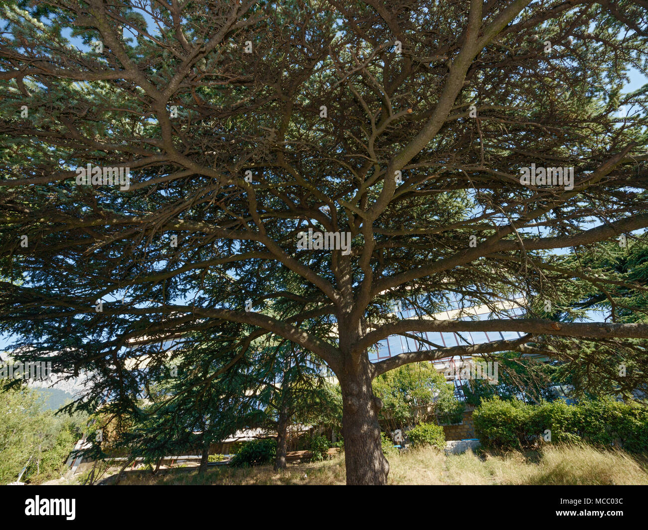 Lebanon cedar tree hi-res stock photography and images - Alamy