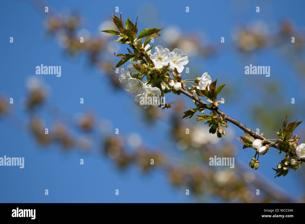 Cherry Blossom spring UK Stock Photo - Alamy