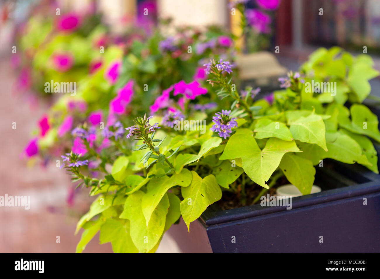 Colorful and vivid summer flowers flourishing in a window box Stock ...