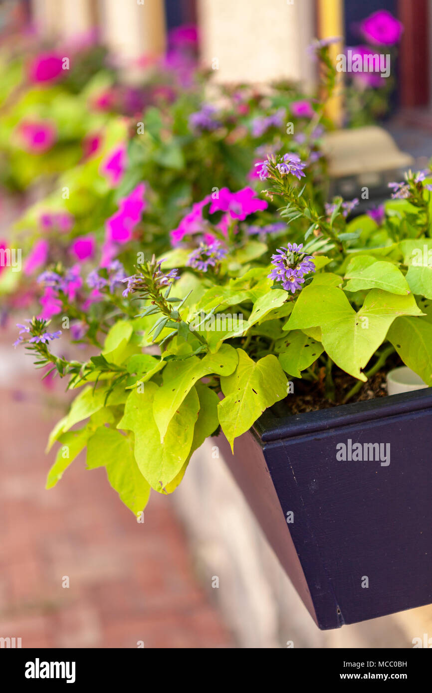 Colorful and vivid summer flowers flourishing in a window box Stock ...