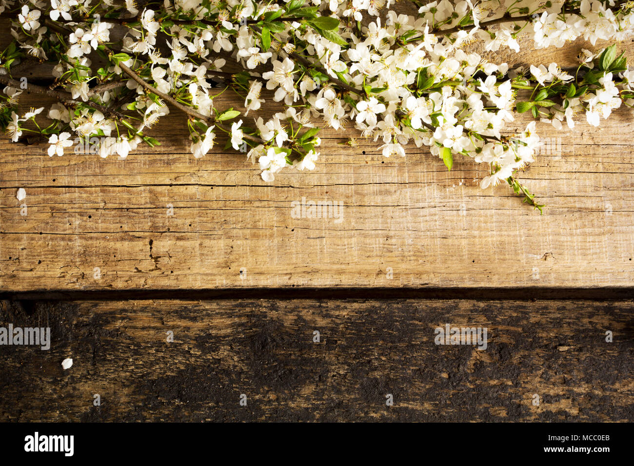 Old cherry tree hi-res stock photography and images - Alamy