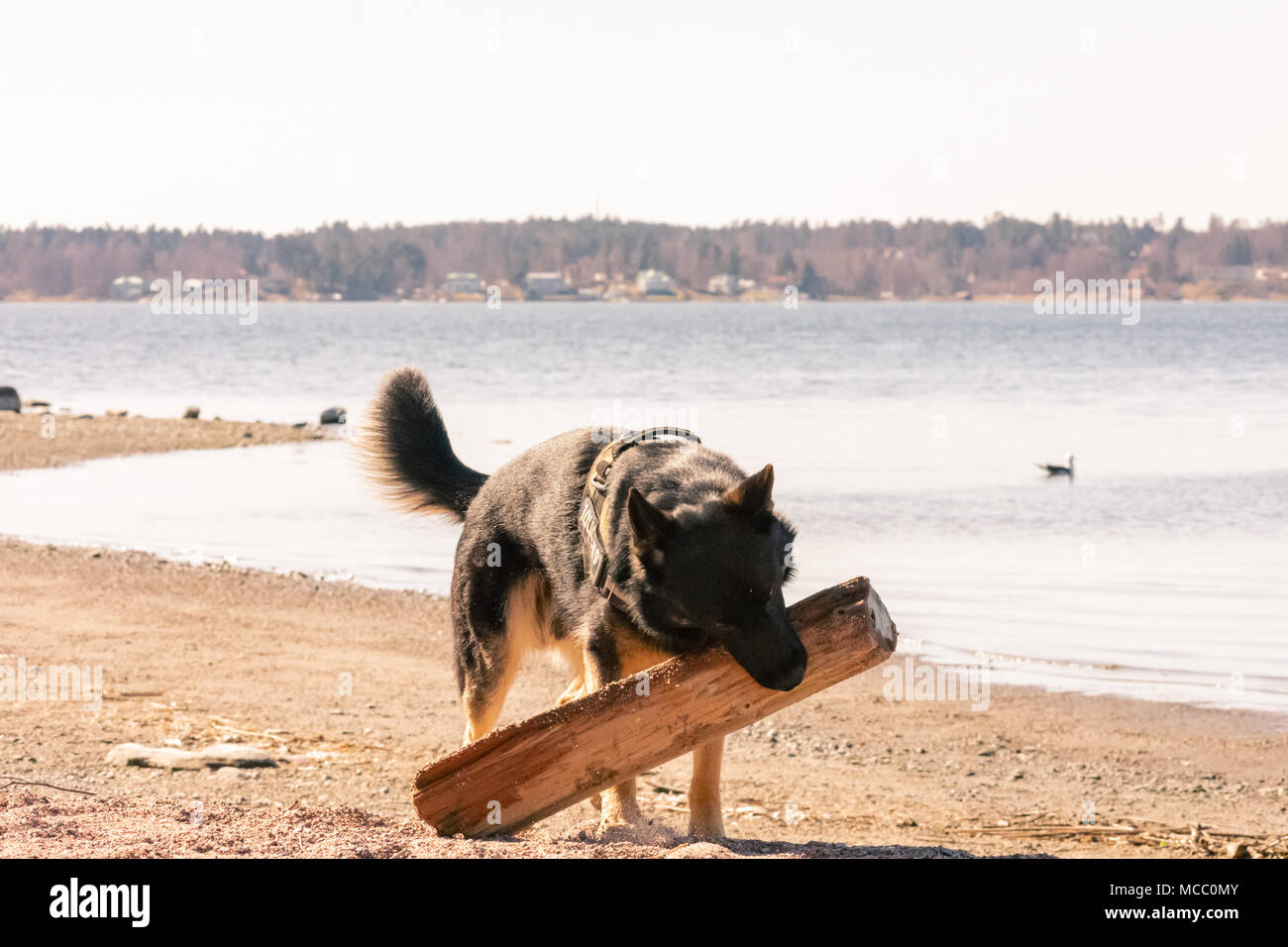 GSD on beach Stock Photo - Alamy