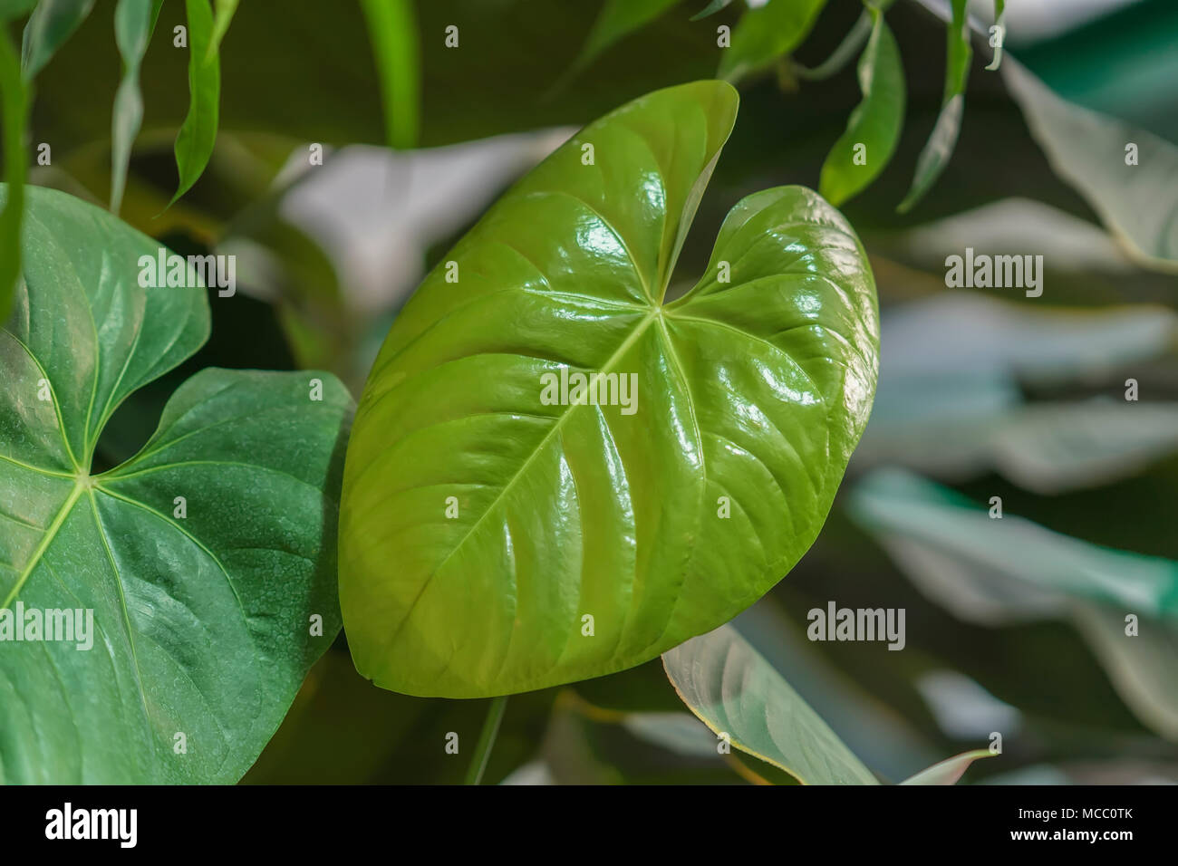 Tropical natural green Monstera young leaves with texture. Split-leaf ...