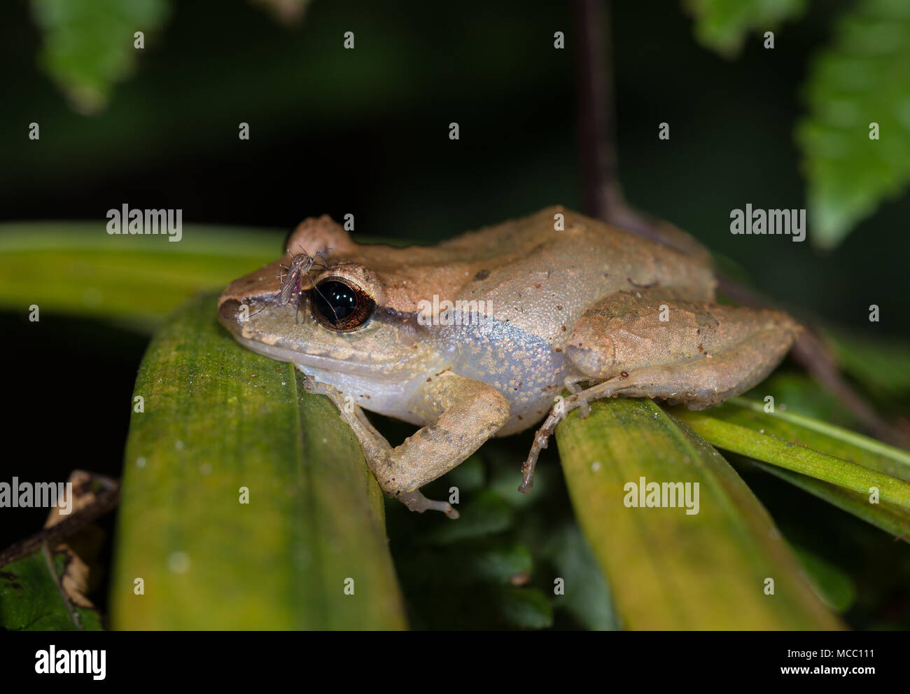 Rain frog hi-res stock photography and images - Alamy