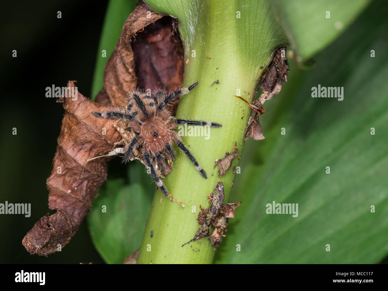 Colombia spider hi-res stock photography and images - Alamy