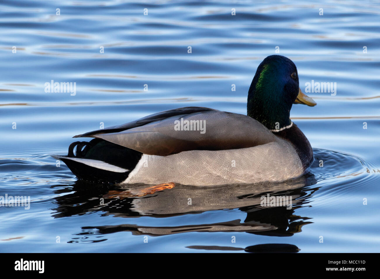 Canard Colvert Mallard mâle sur la rivière Magog, Mars Québec Stock ...