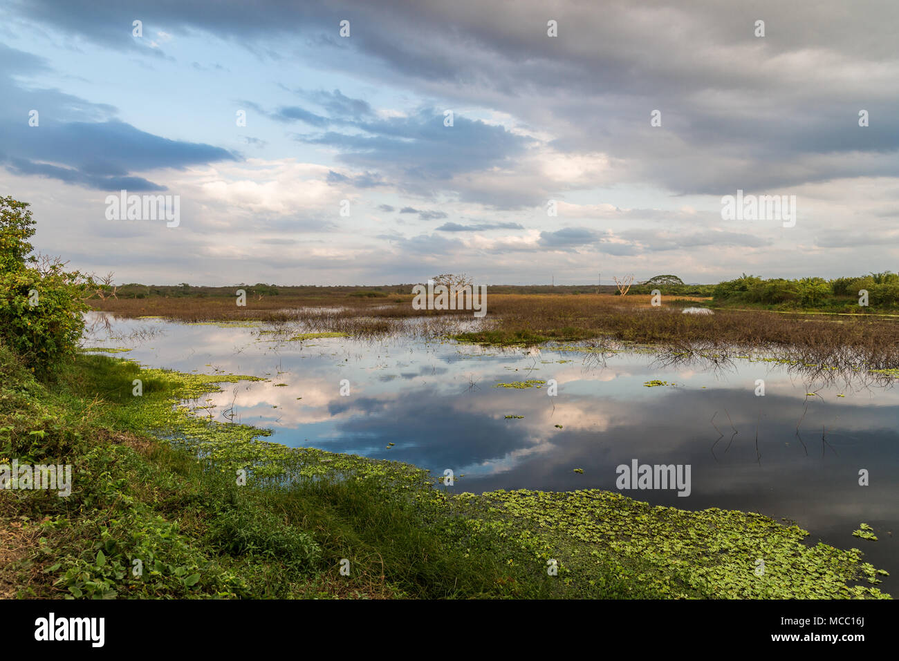 Wetlands in colombia hi-res stock photography and images - Alamy