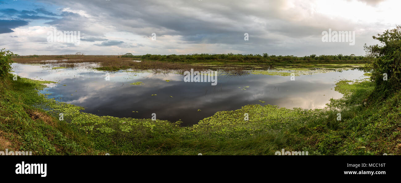 Lake and wetlands in northern Colombia, South America Stock Photo - Alamy