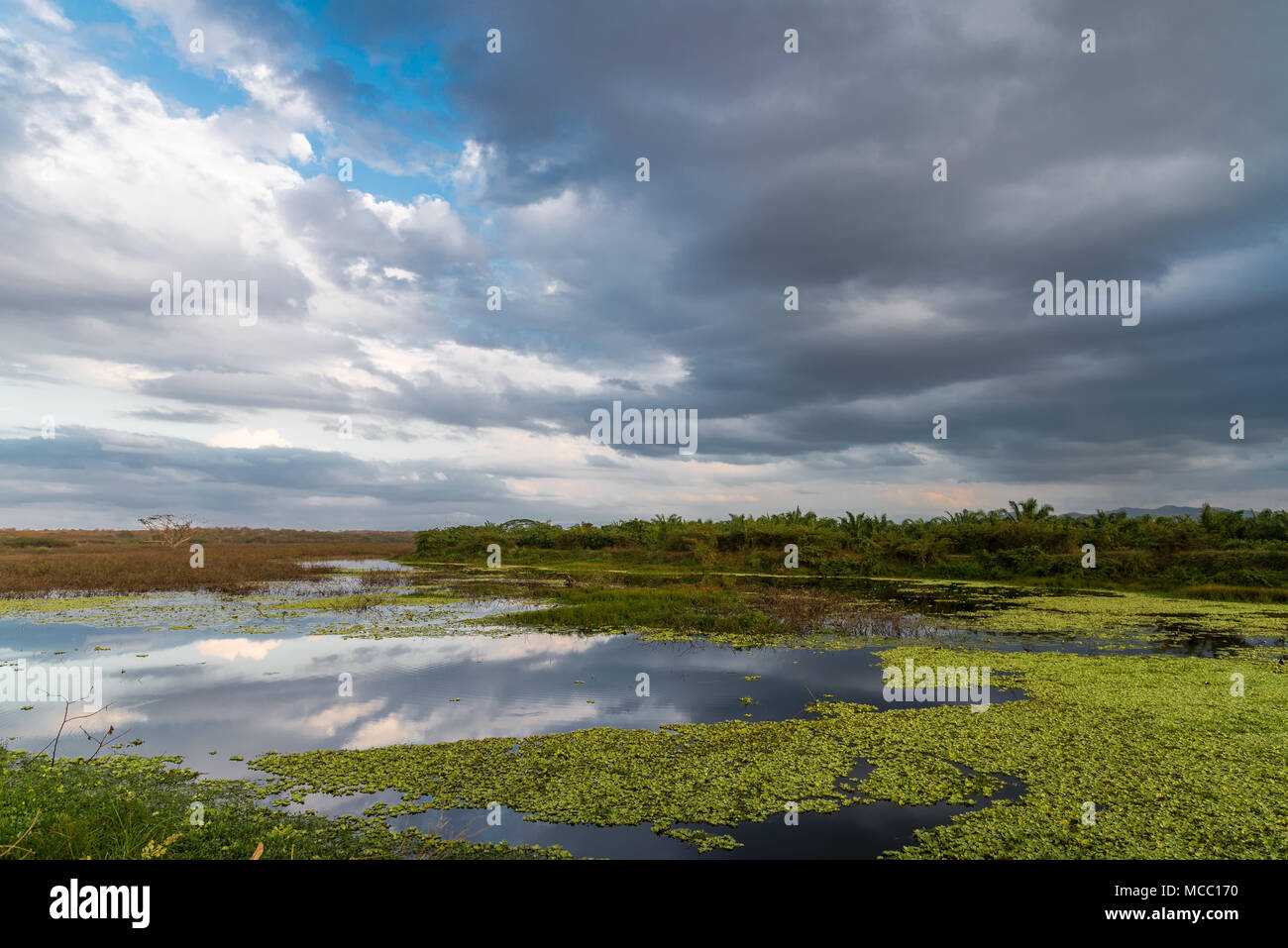 Lake and wetlands in northern Colombia, South America Stock Photo - Alamy