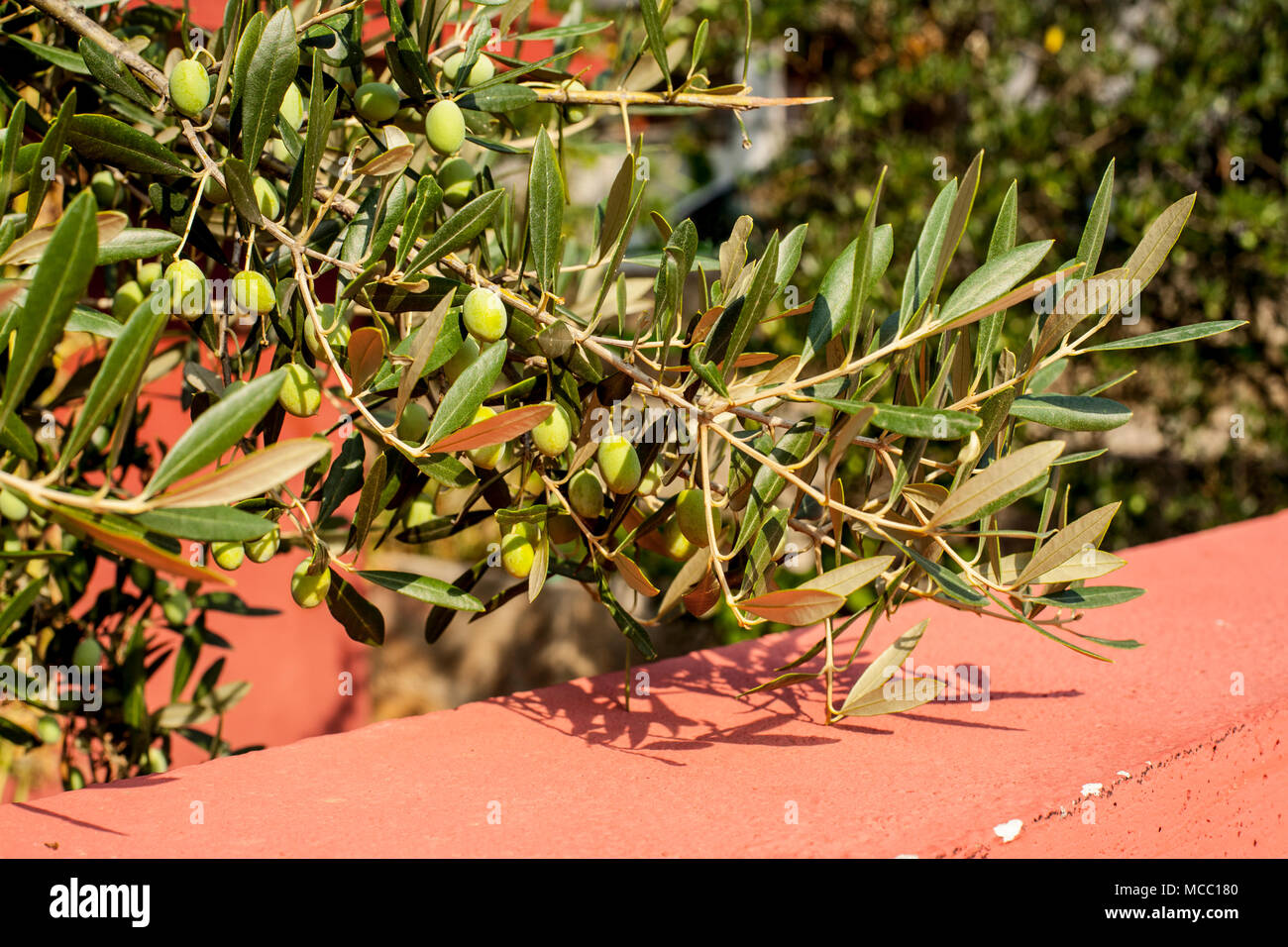 Olive branches from an olive tree in a residential garden in Croatia ...