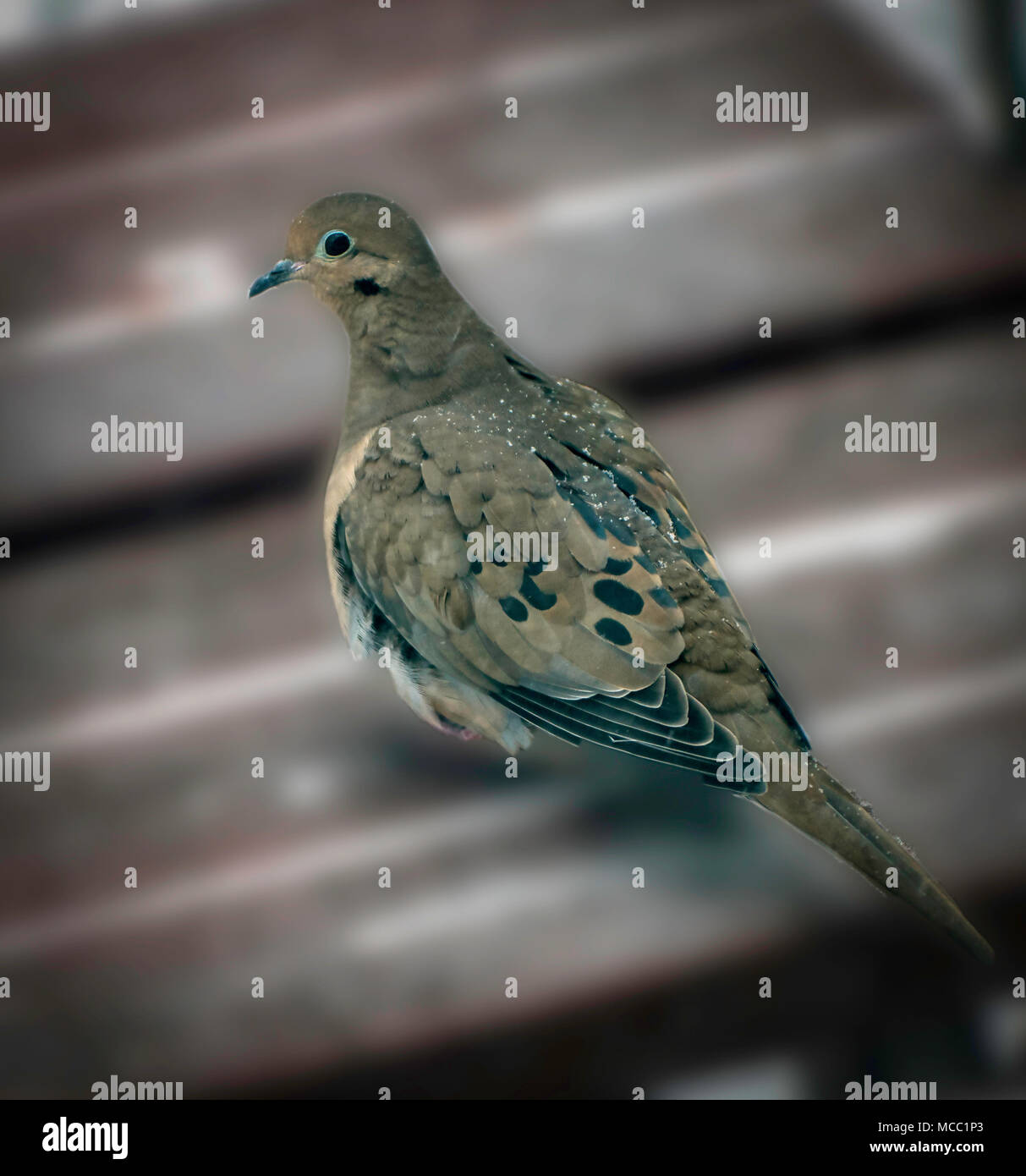 Dove bird table hi-res stock photography and images - Alamy