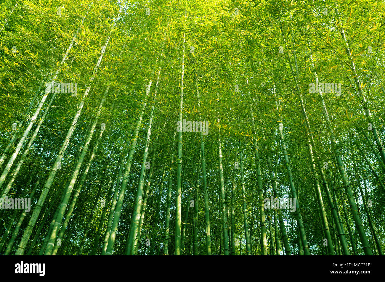 Bamboo forest tall trees China Stock Photo - Alamy