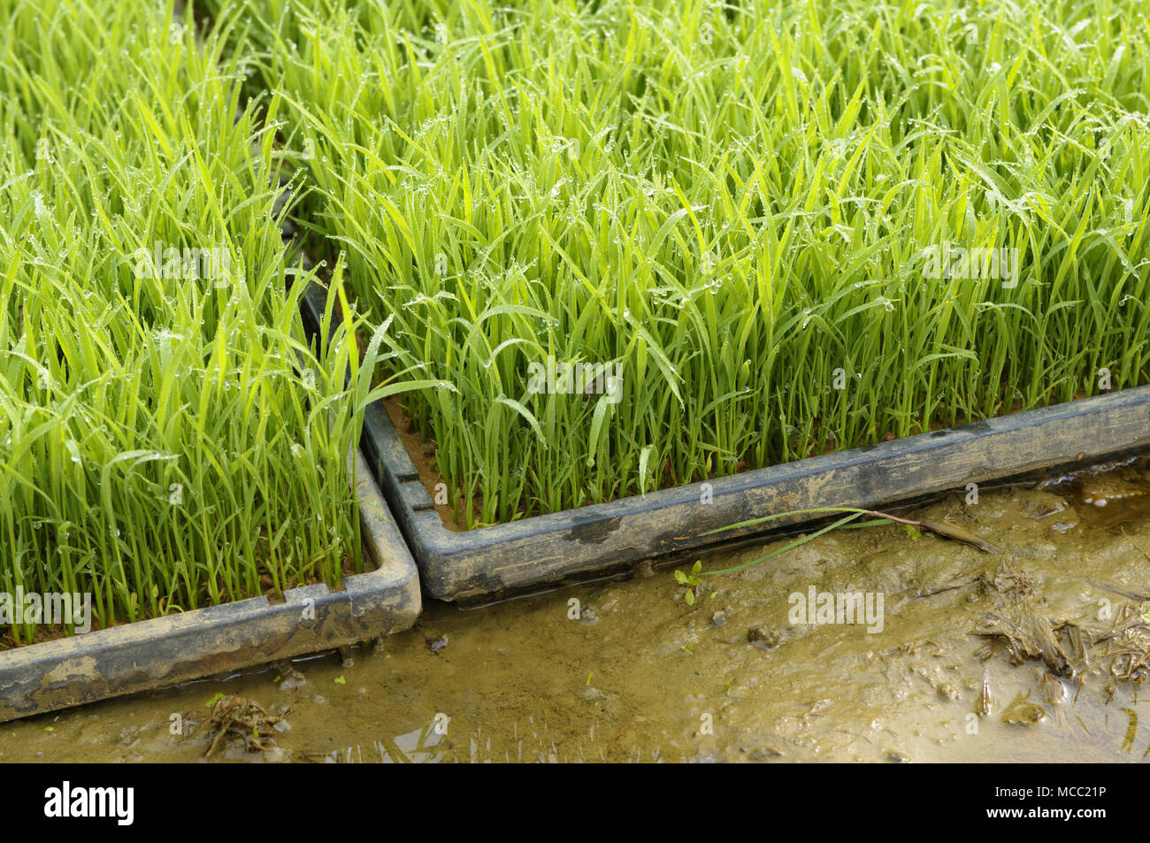Rice seed germination hi-res stock photography and images - Alamy