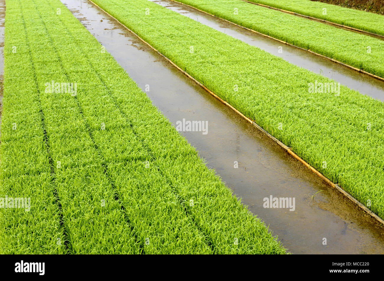 Young rice plant seedlings ready for planting growing in trays at edge ...