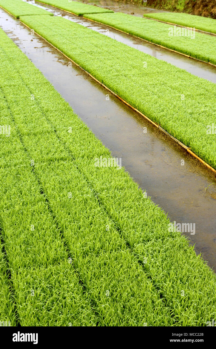 Rice seed germination hi-res stock photography and images - Alamy
