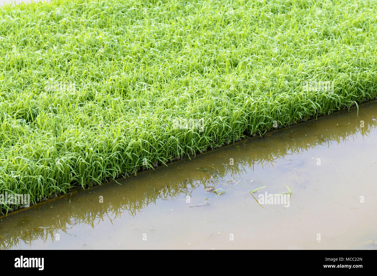 Rice seed germination hi-res stock photography and images - Alamy