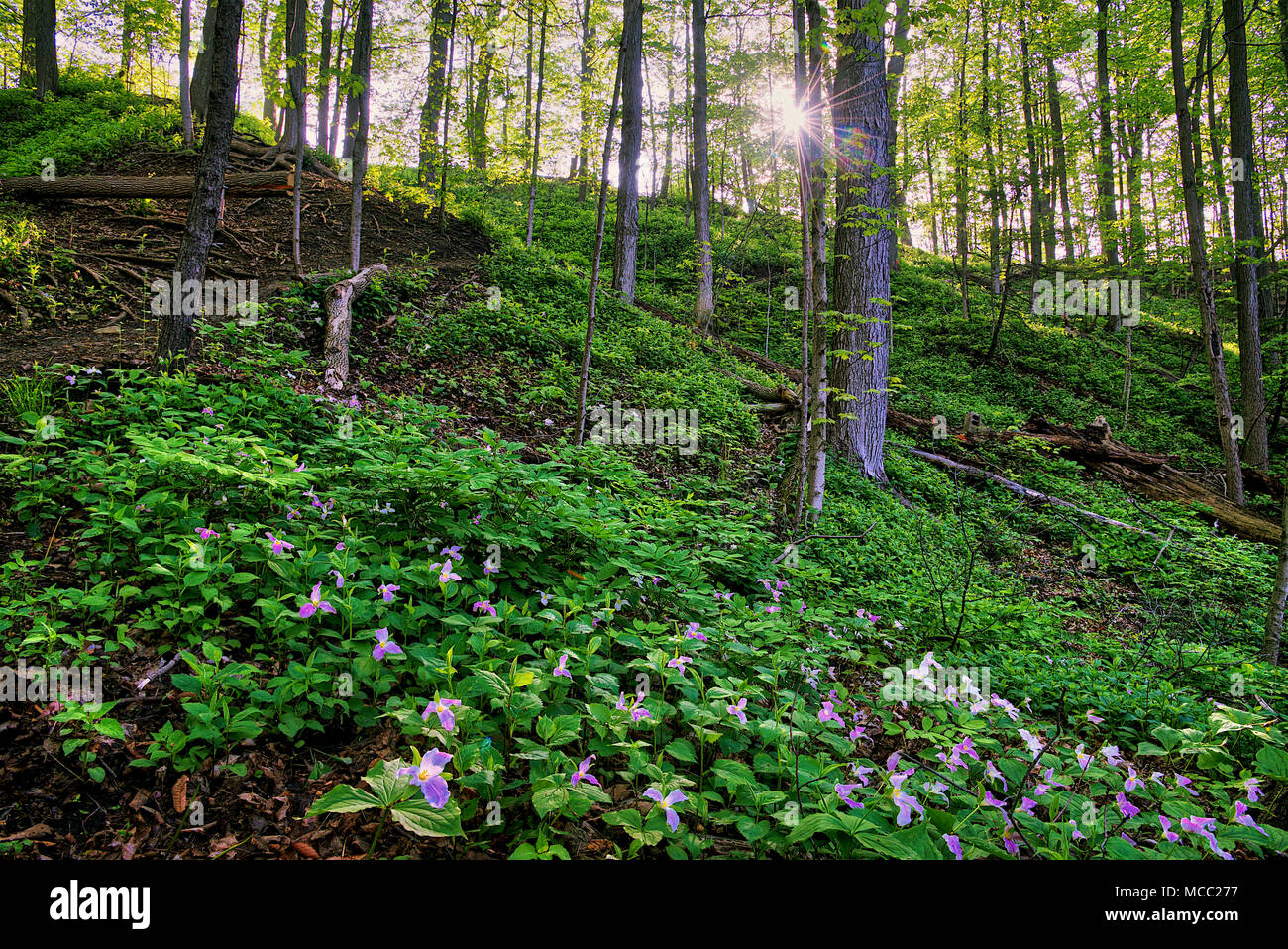 Spring panoramic landscape. Trillium line a forest trail as spring ...