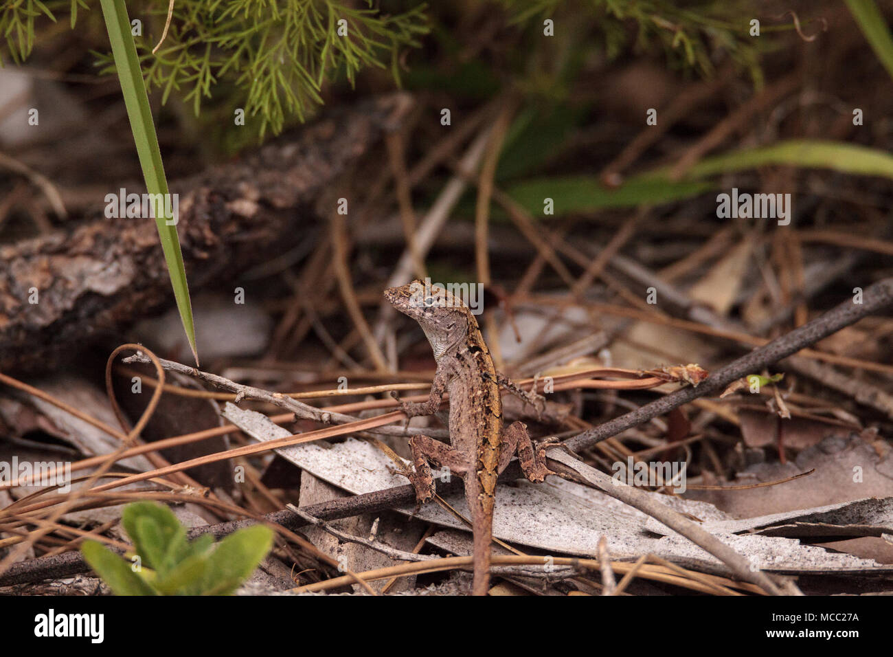 Brown anole lizard anolis sagrei hi-res stock photography and images ...