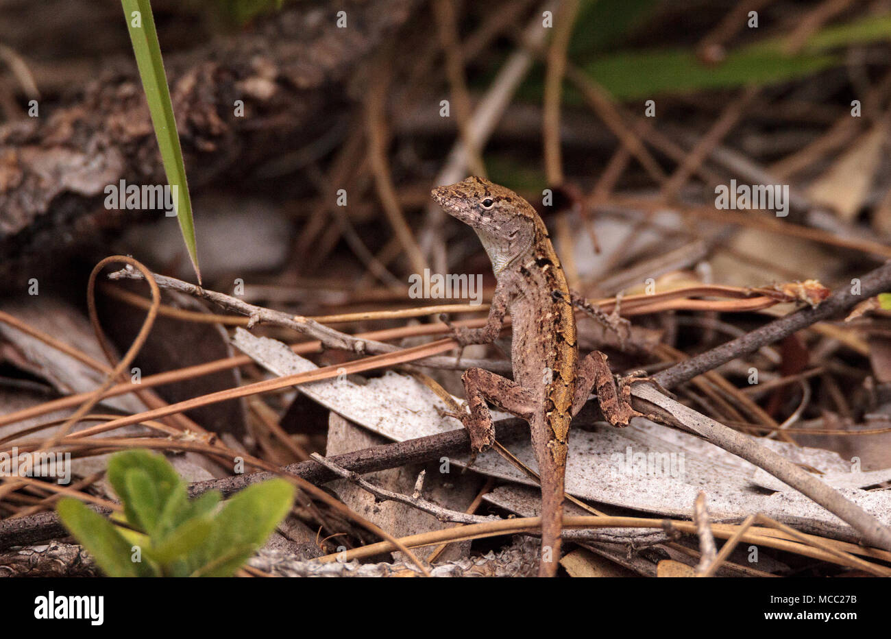 Grass anole hi-res stock photography and images - Alamy