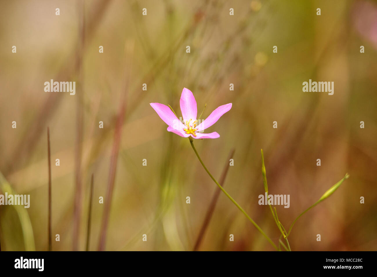 Marsh Pink wild flower Sabatia grandiflora blooms in the wetlands of ...