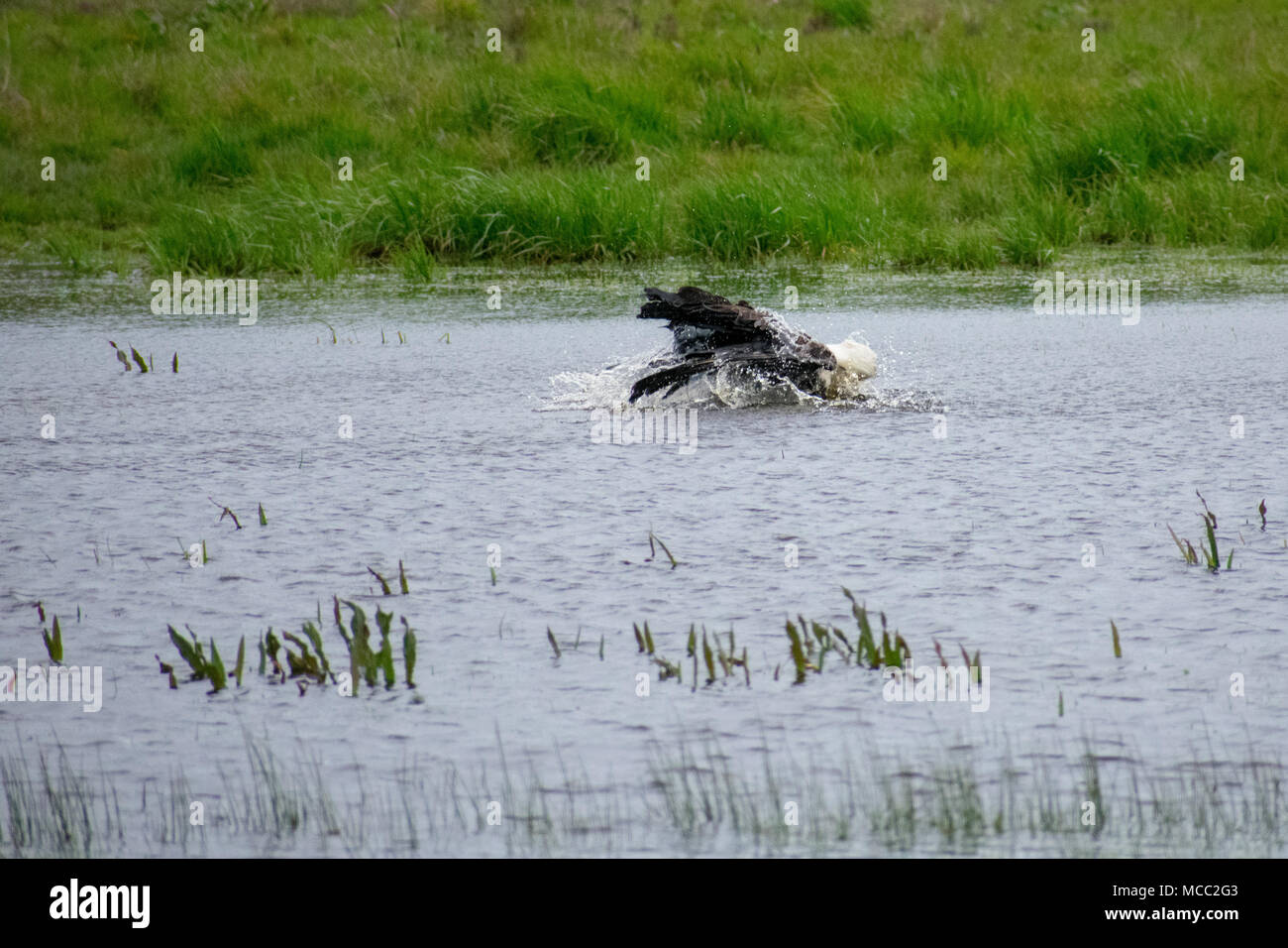 Bald Eagle Bathing in Puddle Stock Photo - Alamy