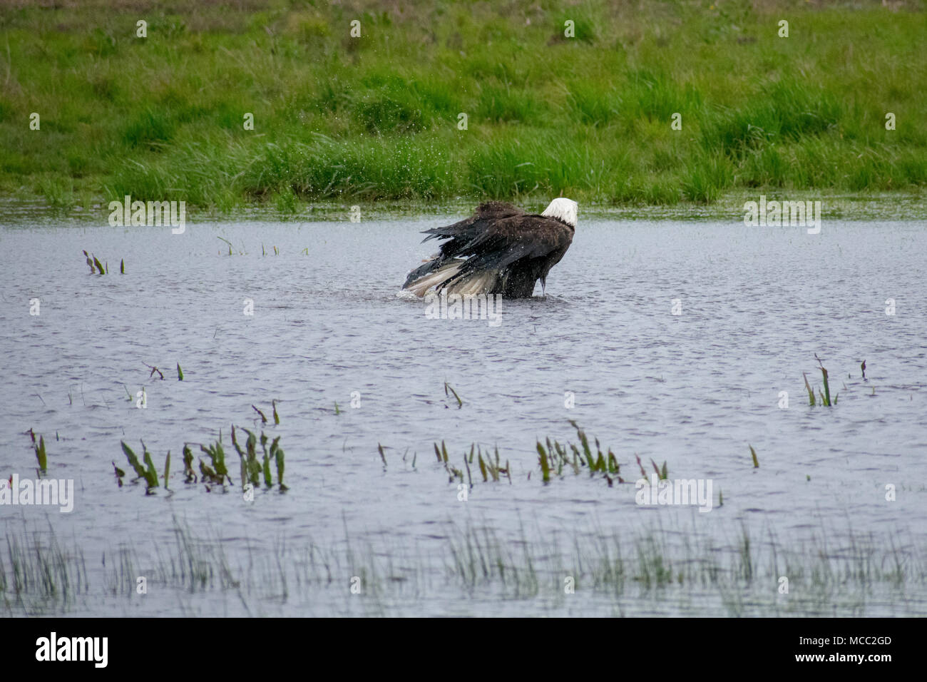 Bald Eagle Bathing in Puddle Stock Photo - Alamy