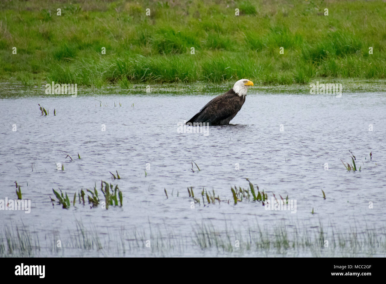 Bald Eagle Bathing in Puddle Stock Photo - Alamy
