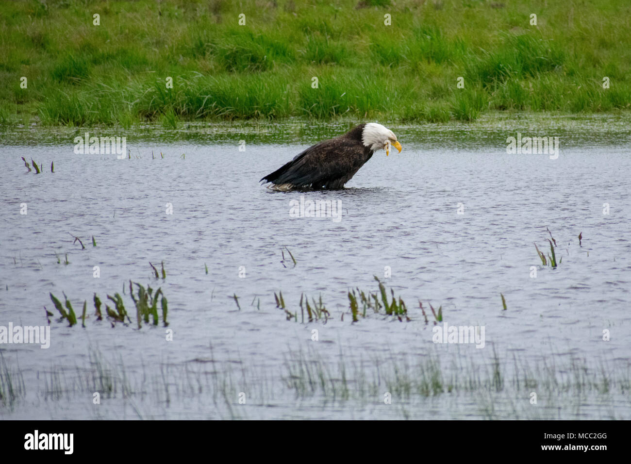 Bald Eagle Bathing in Puddle Stock Photo - Alamy