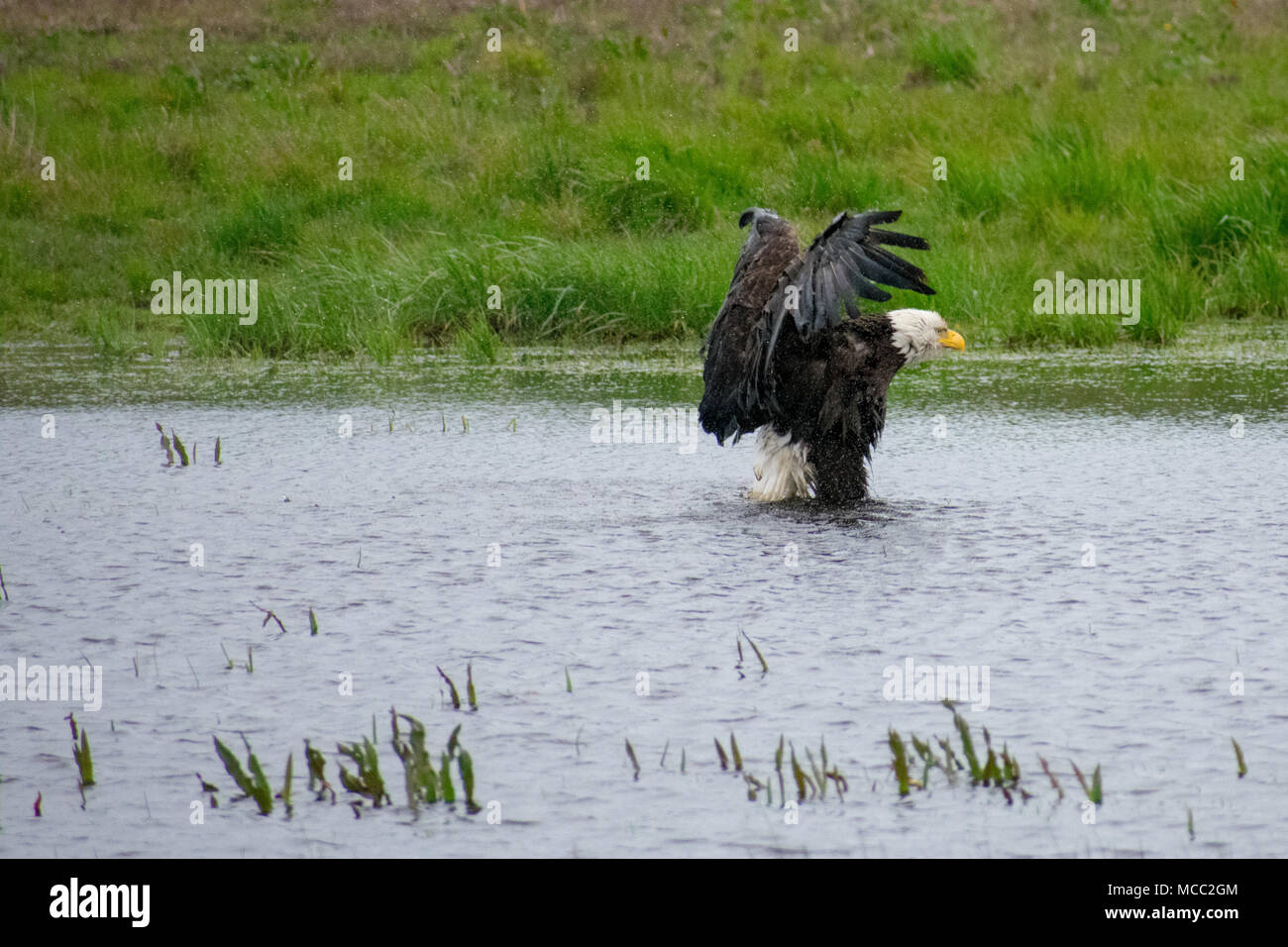 Bald Eagle Bathing in Puddle Stock Photo - Alamy