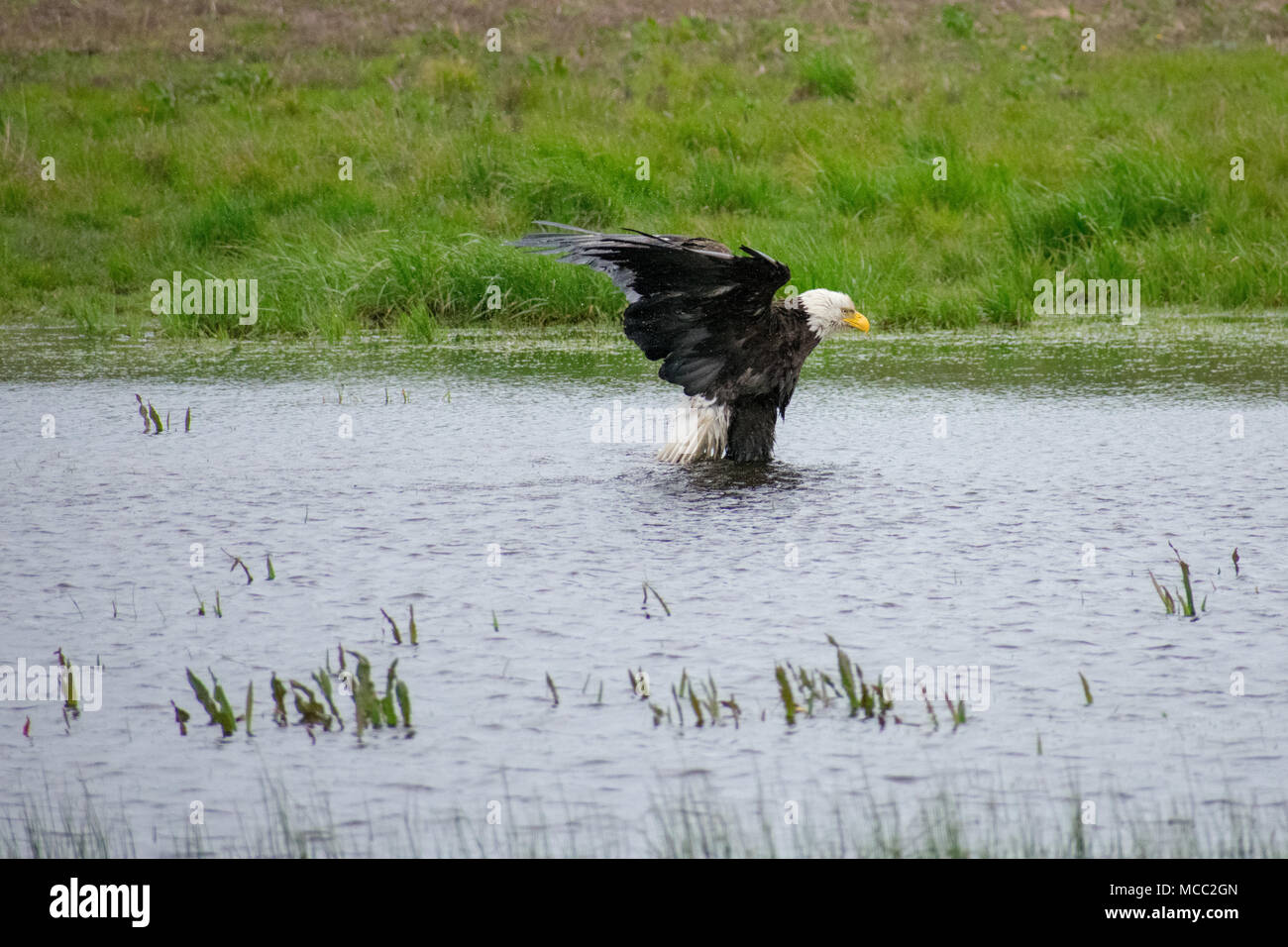 Bald Eagle Bathing in Puddle Stock Photo - Alamy