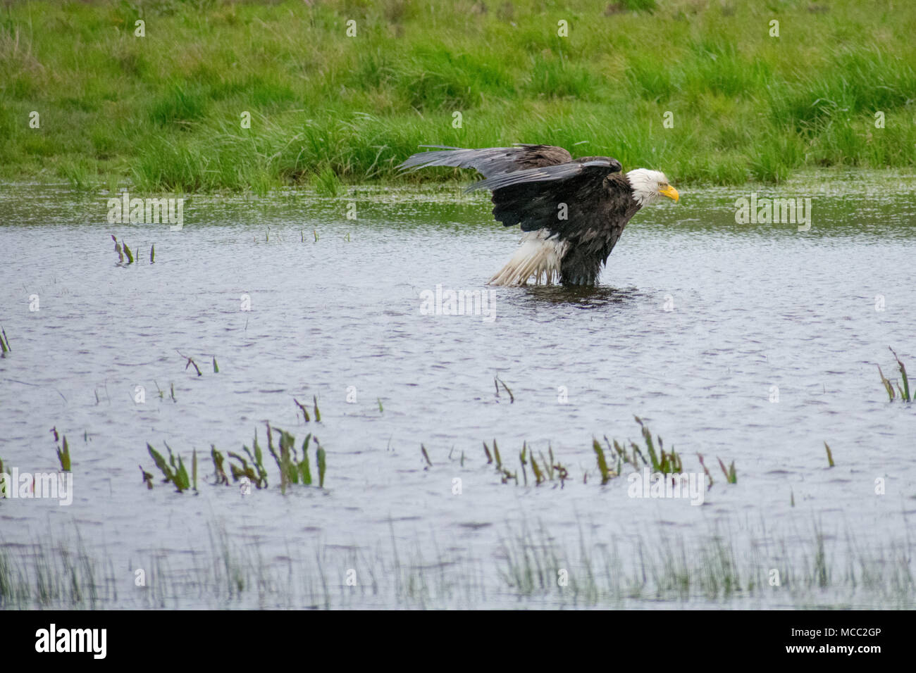 Bald Eagle Bathing in Puddle Stock Photo - Alamy