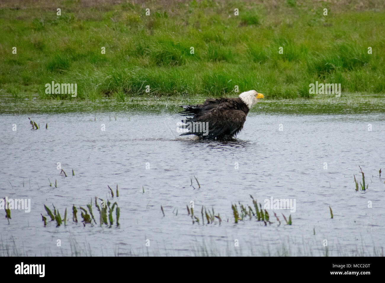 Bald Eagle Bathing in Puddle Stock Photo - Alamy
