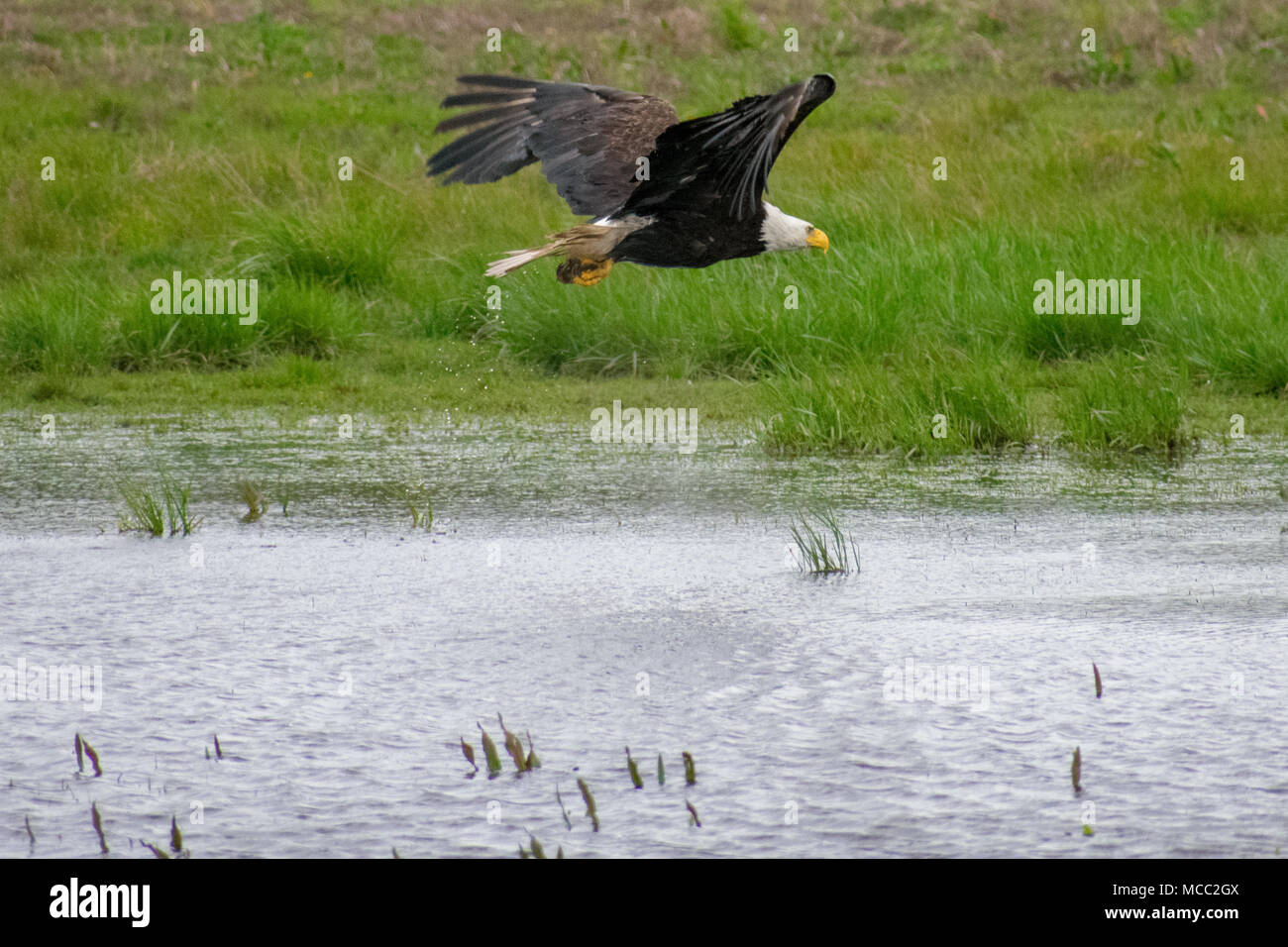 Bald Eagle Bathing in Puddle Stock Photo - Alamy