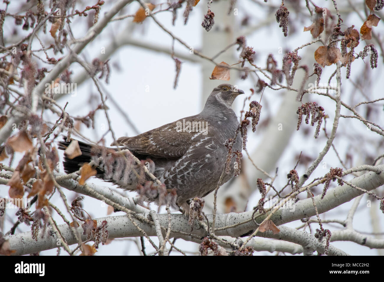 Sage grouse female hi-res stock photography and images - Alamy