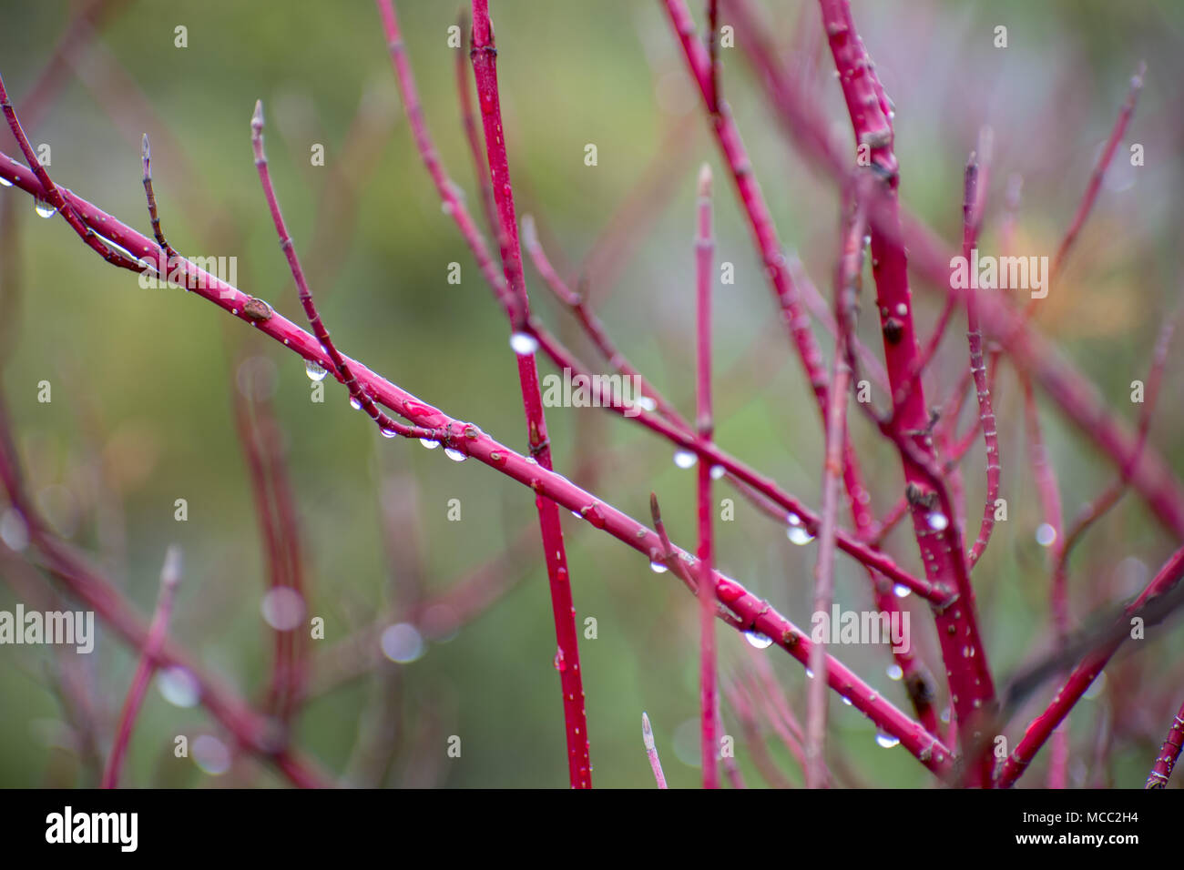 Water Dripping From Branches Stock Photo - Alamy