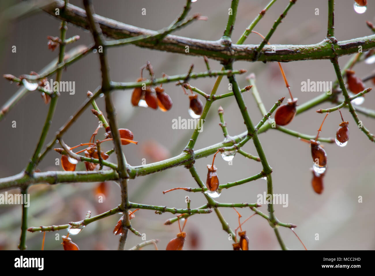 Water Drops Hanging on Branches Stock Photo - Alamy