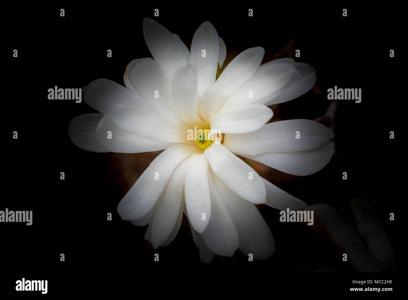 Yulania hi-res stock photography and images - Alamy