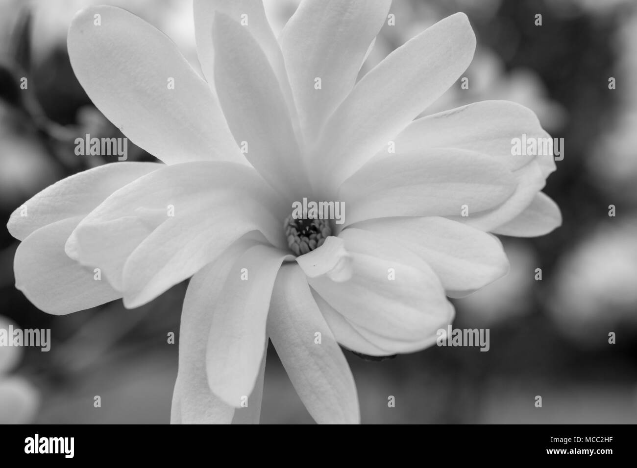 Yulania stellata Flower Stock Photo - Alamy