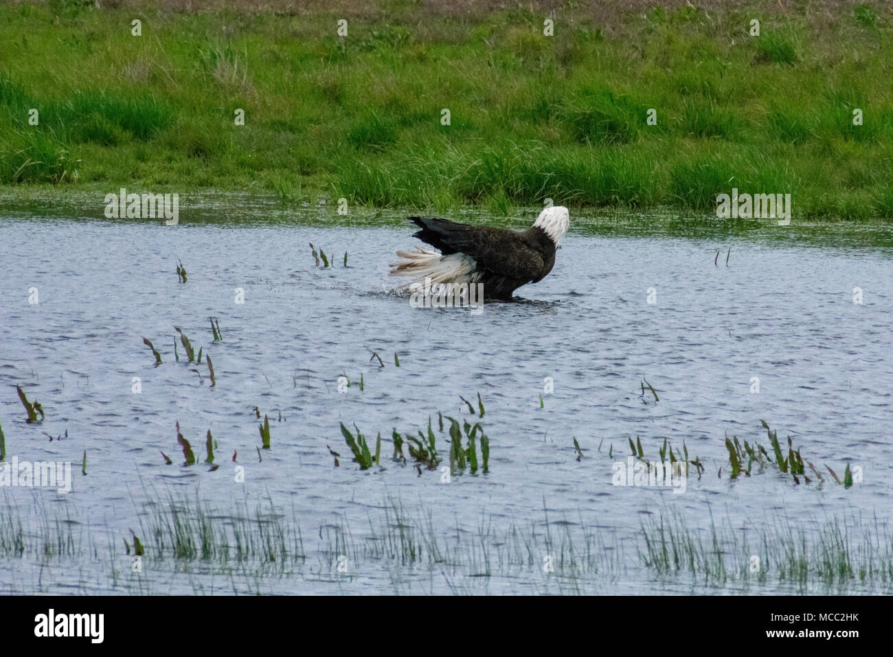 Bald Eagle Bathing in Puddle Stock Photo - Alamy
