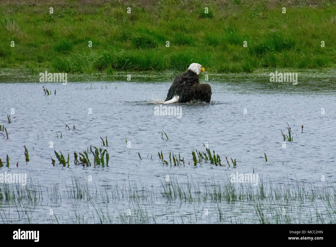Bald Eagle Bathing in Puddle Stock Photo - Alamy