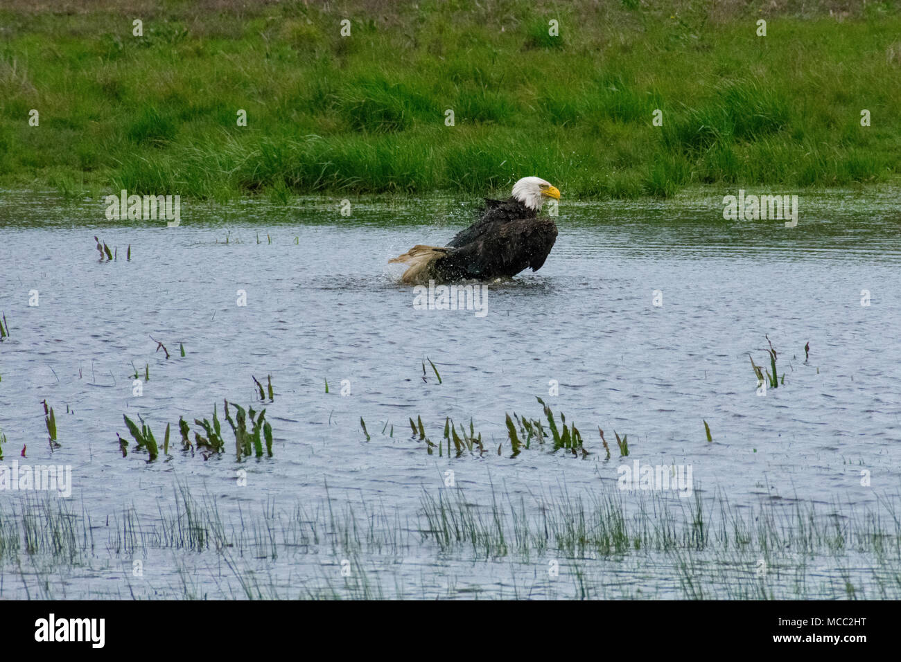 Bald Eagle Bathing in Puddle Stock Photo - Alamy