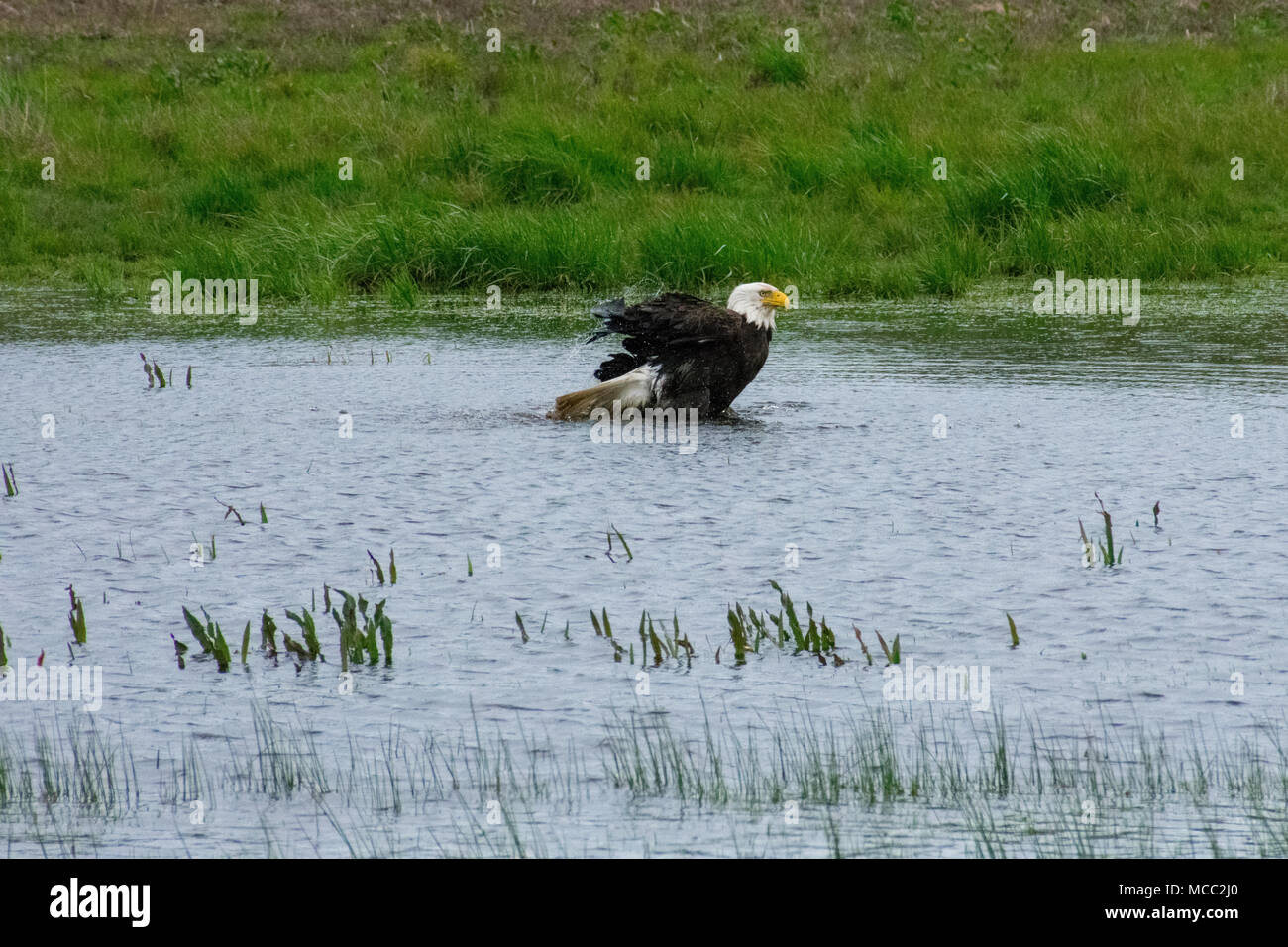 Bald Eagle Bathing in Puddle Stock Photo - Alamy
