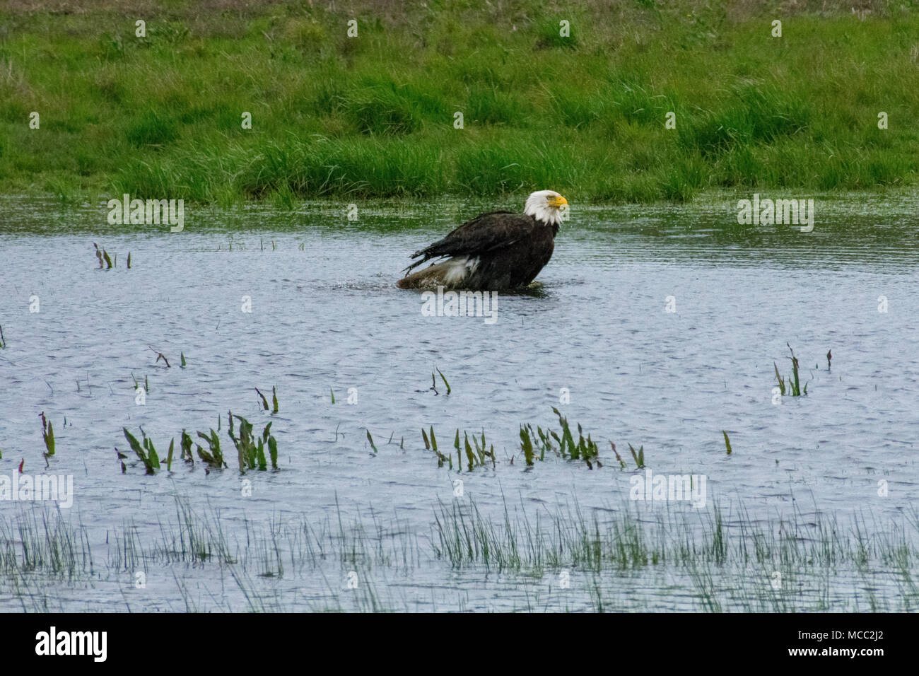 Bald Eagle Bathing in Puddle Stock Photo - Alamy