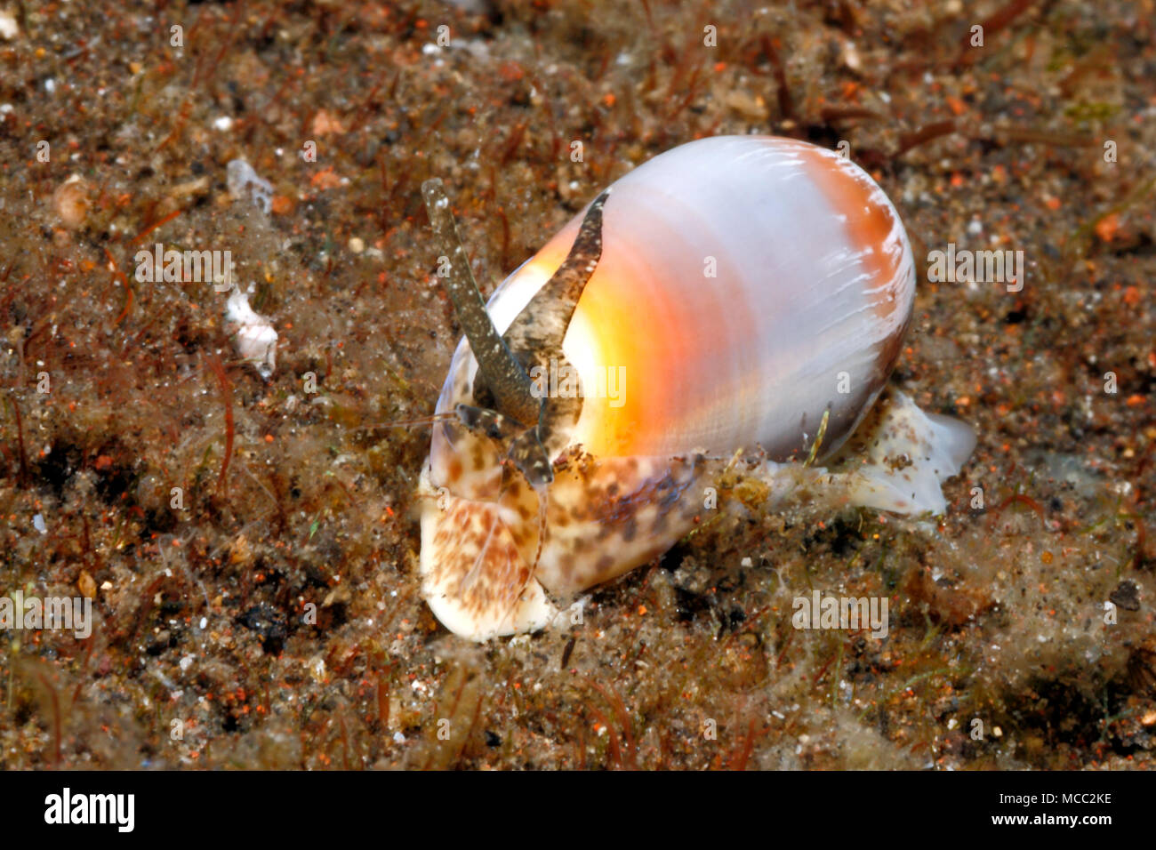 Carnelian Olive Shell, Oliva carneola, showing mantle, eye and syphon ...