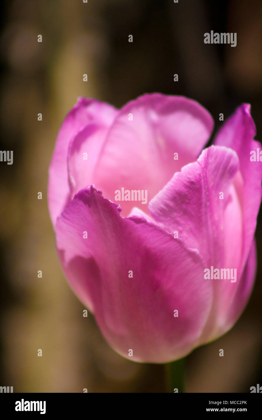 One pink tulip Stock Photo - Alamy