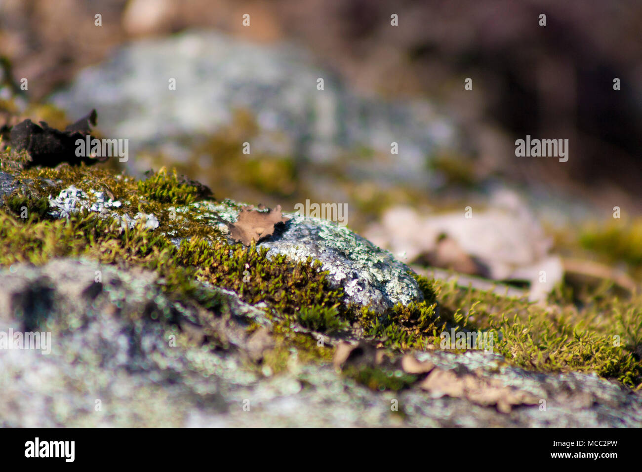 Moss alive hi-res stock photography and images - Alamy