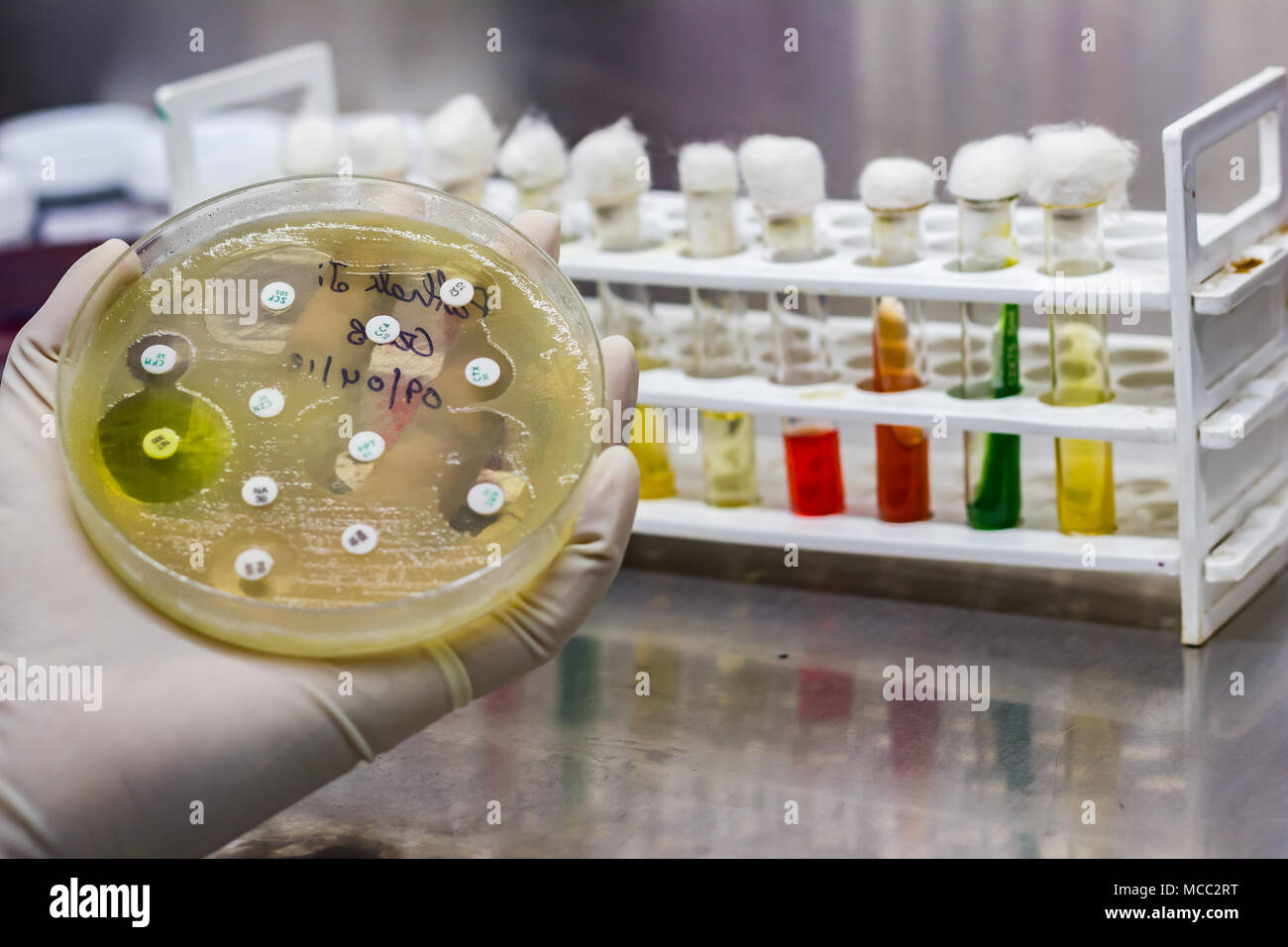 Staphylococcus aureus agar plate hi-res stock photography and images ...
