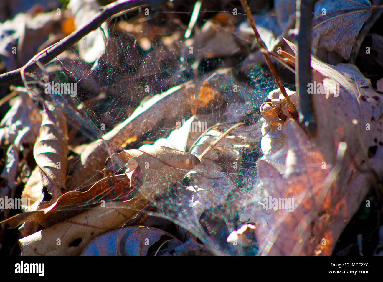 Spider with leaves hi-res stock photography and images - Alamy