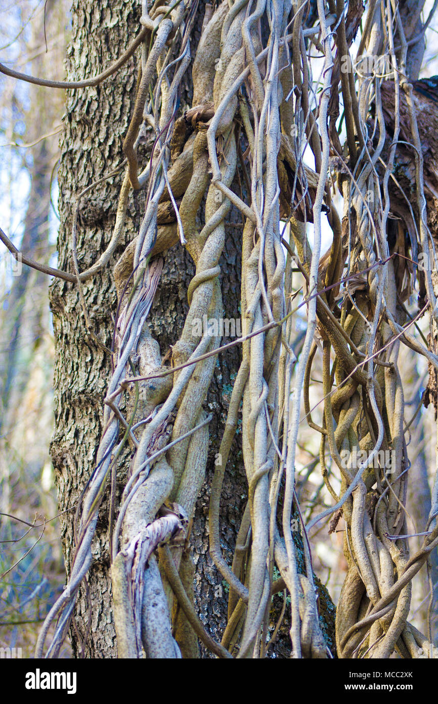 Covered In Vines High Resolution Stock Photography and Images - Alamy