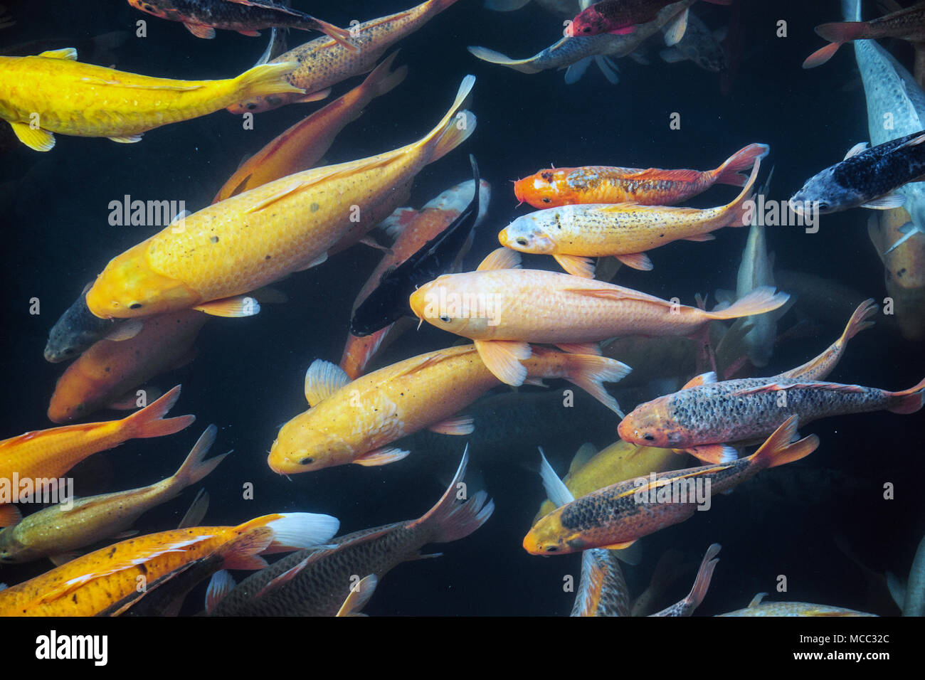 Goldfish island hi-res stock photography and images - Alamy